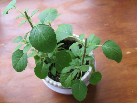 Prayer to Tulsi Devi - Hindupedia, the Hindu Encyclopedia